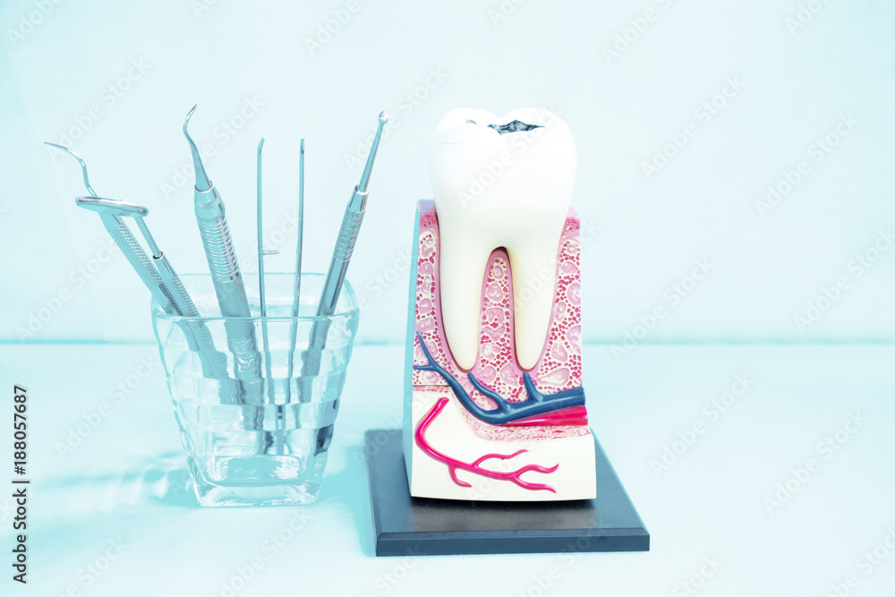 tooth anatomy on blue background. Stock Photo | Adobe Stock