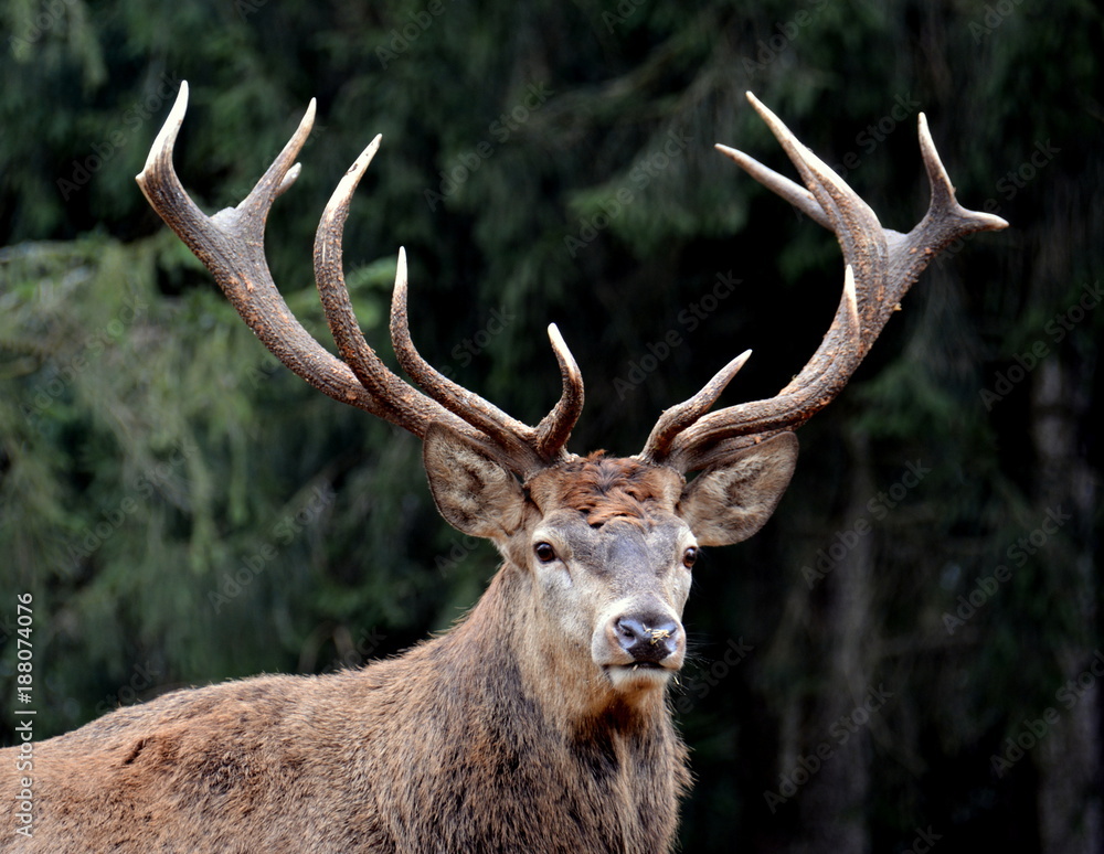 Rothirsch Stock Photo | Adobe Stock