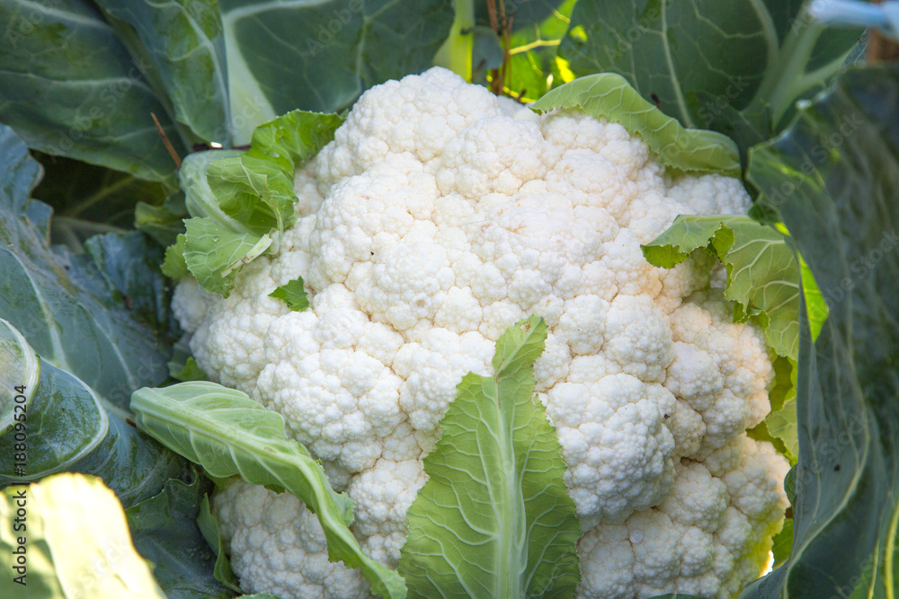 chou-fleu Stock Photo | Adobe Stock