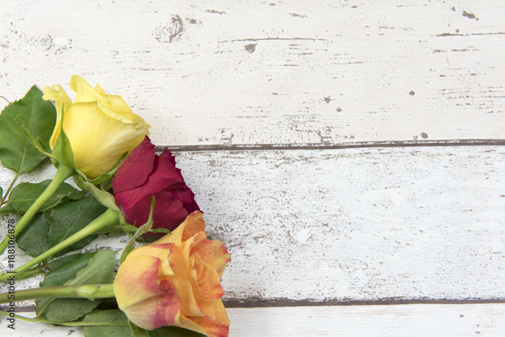 Background image of three red, orange and yellow roses on a white ...