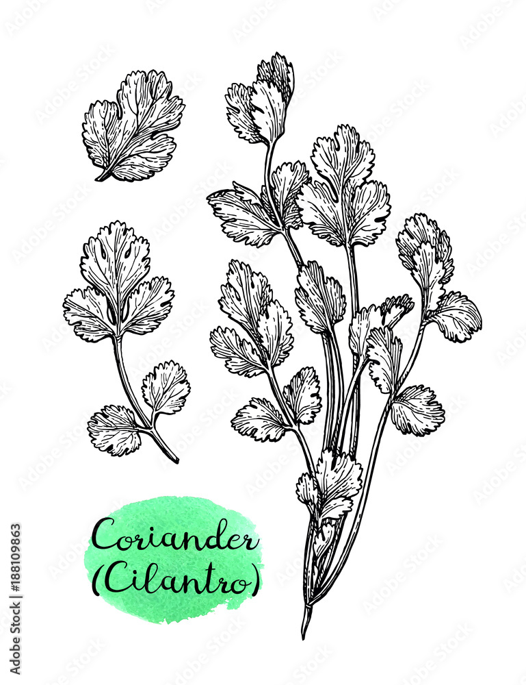 Coriander ink sketch. Stock Vector | Adobe Stock