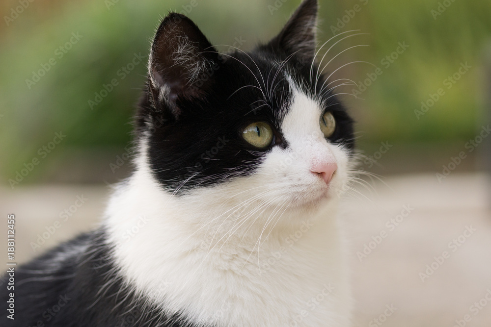 junge katze schwarz weiss Stock-Foto | Adobe Stock