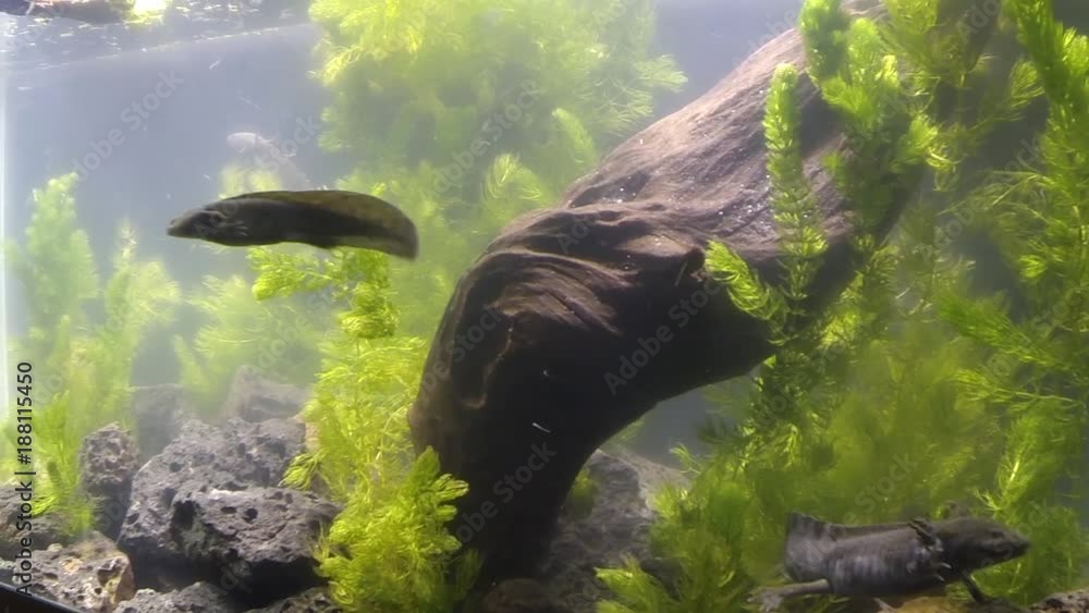 Wideo Stock: Mexican axolotl, the most mysterious and promising ...