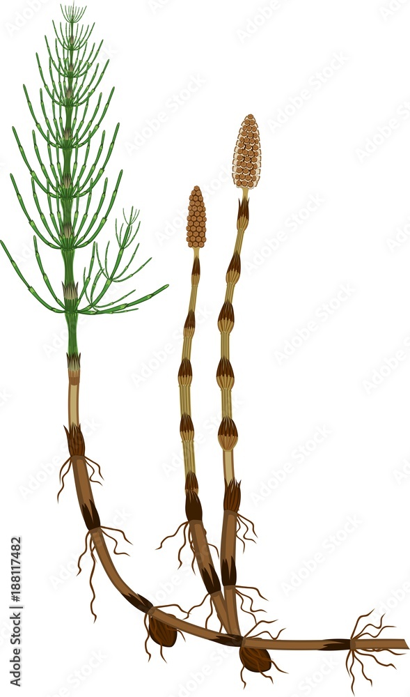 Equisetum Arvense Horsetail