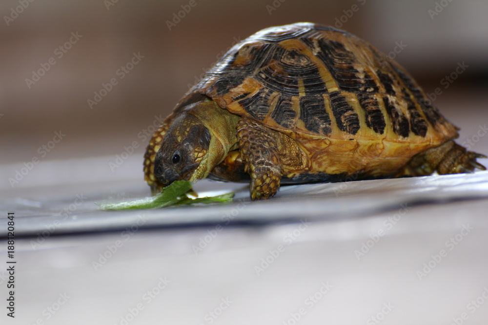 Baby Turtle Eating