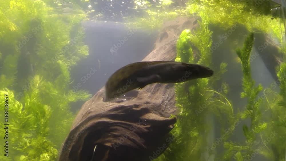 Wideo Stock: Mexican axolotl, the most mysterious and promising ...