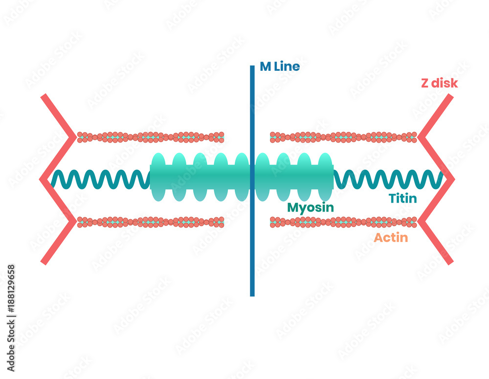 Actin And Myosin Protein Structure