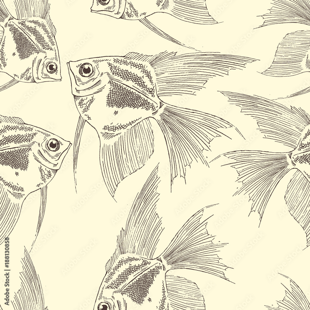 Angel fish,Pterophyllum species originate from the Amazon River ...