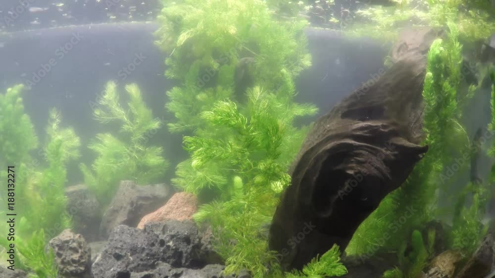 Video „Mexican axolotl, the most mysterious and promising neotenic ...