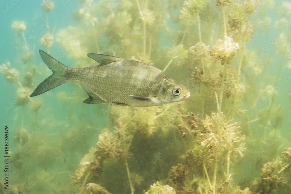 Underwater photography of Carp bream (Abramis Brama). Beautiful fish in ...