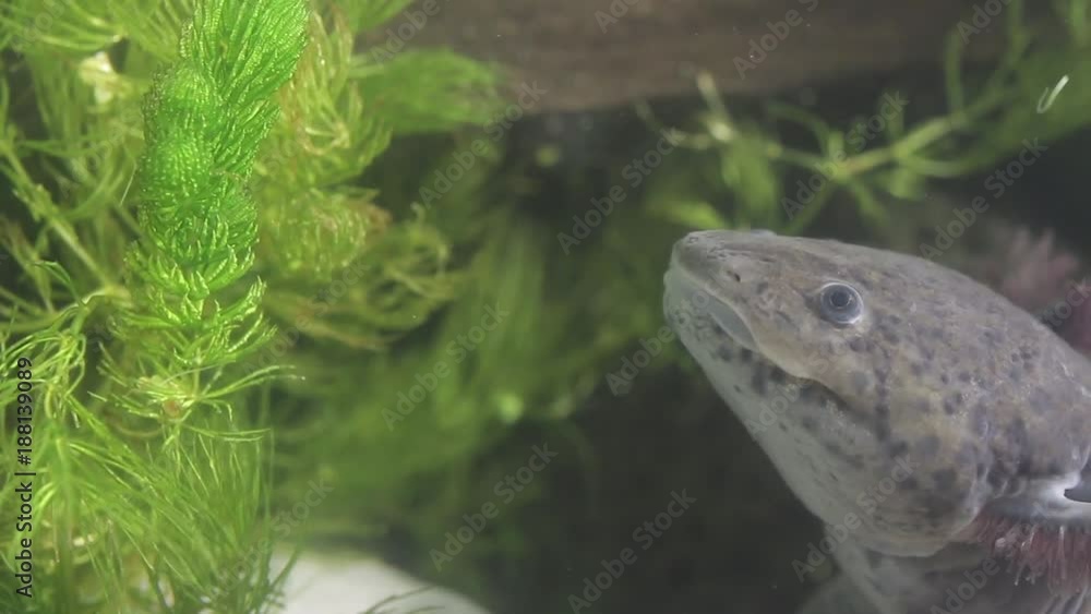 Mexican axolotl, the most mysterious and promising neotenic salamander ...