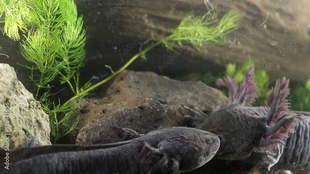 Mexican axolotl, the most mysterious and promising neotenic salamander ...