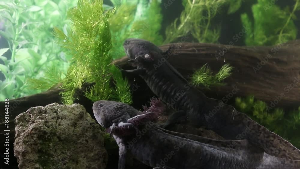 Mexican axolotl, the most mysterious and promising neotenic salamander ...