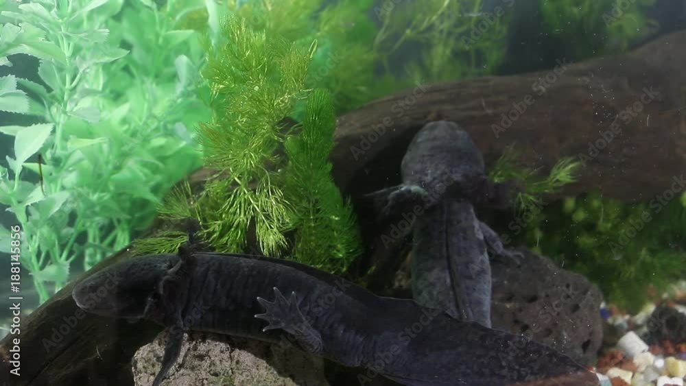 Mexican axolotl, the most mysterious and promising neotenic salamander ...