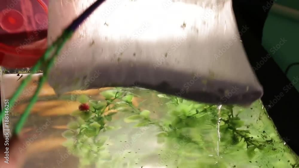 Mexican axolotl, the most mysterious and promising neotenic salamander ...