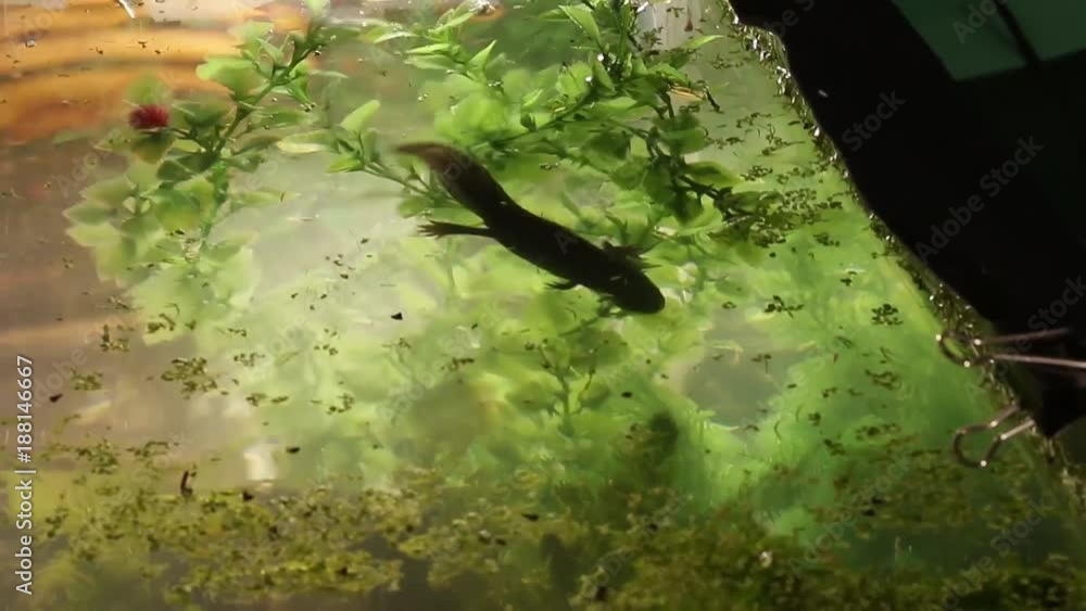 Mexican axolotl, the most mysterious and promising neotenic salamander ...