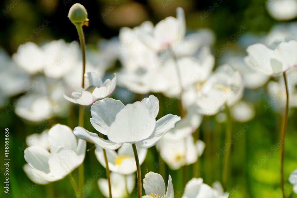Three-leaved anemone (Anemone trifolia). Thimbleweed or windflower ...