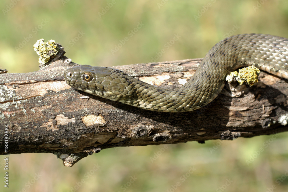 Colubridae