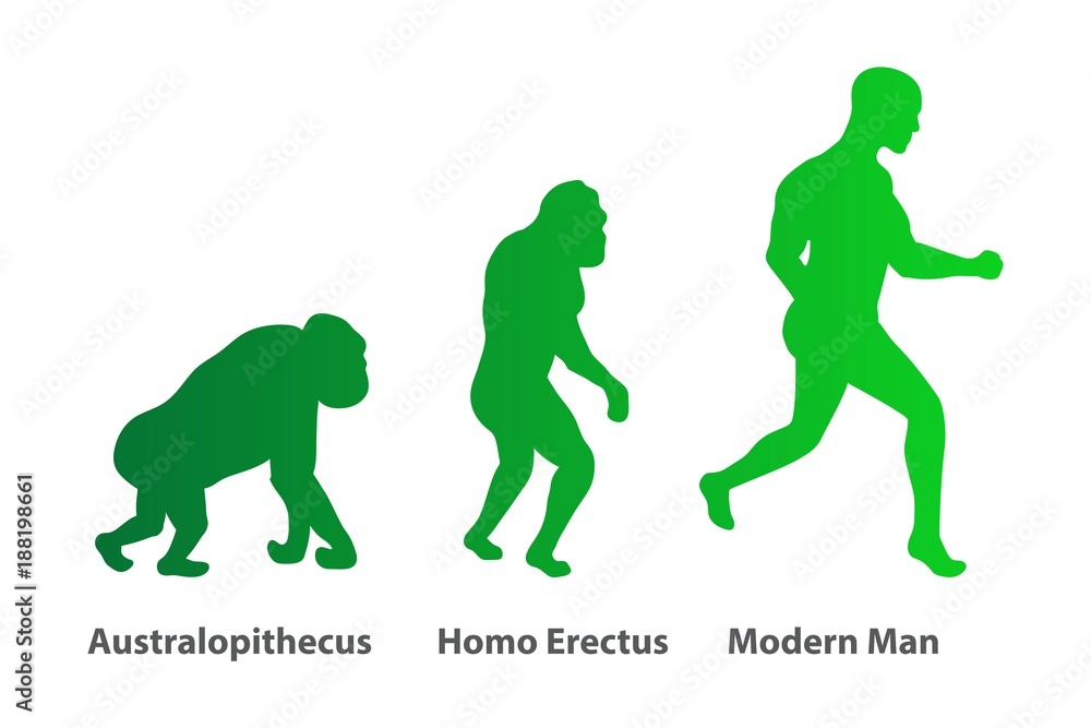 Stages Of Human Evolution