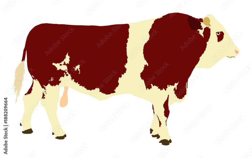 Simmental Bull Head