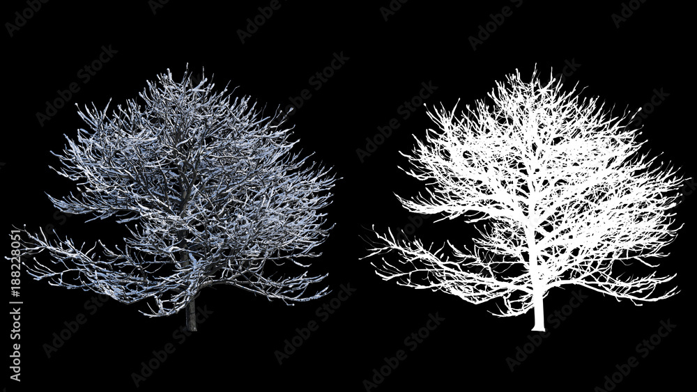 Blowing on the wind beautiful full size winter trees with snow, alpha ...