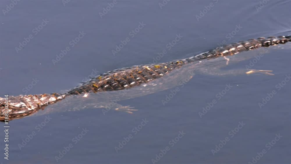 Alligators swim in clear water. Yacare Caiman in the Pantanal Biome ...