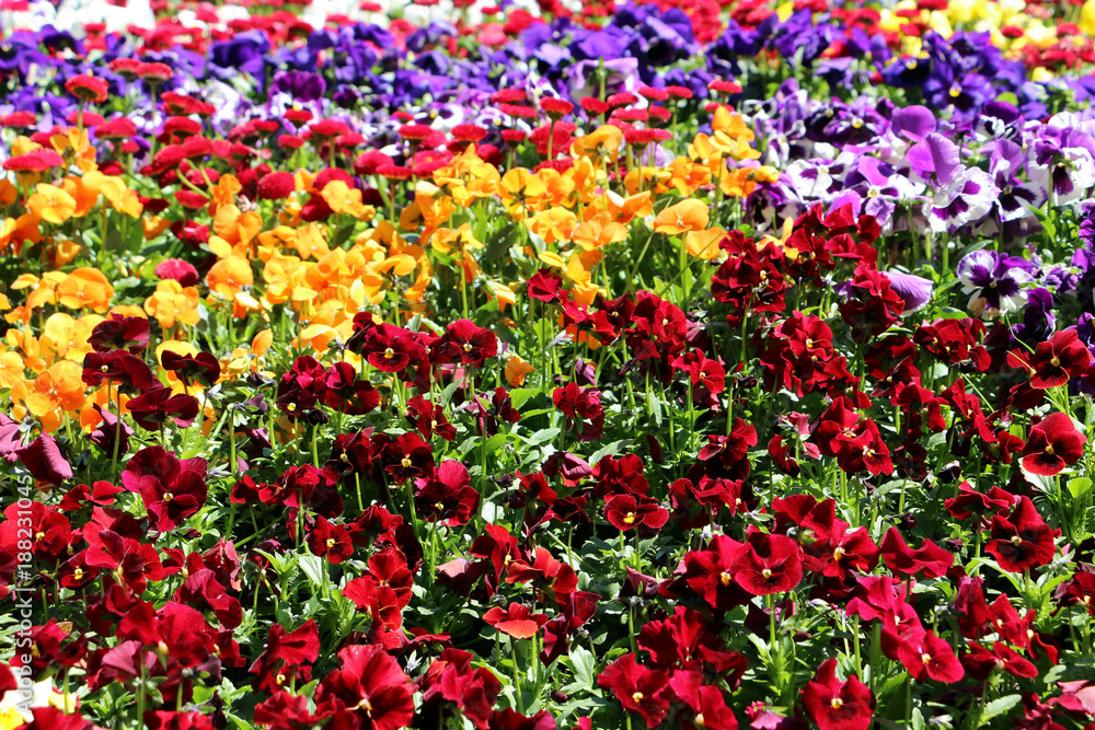 Different flower color of the same specie Viola spp. in the flower bed ...