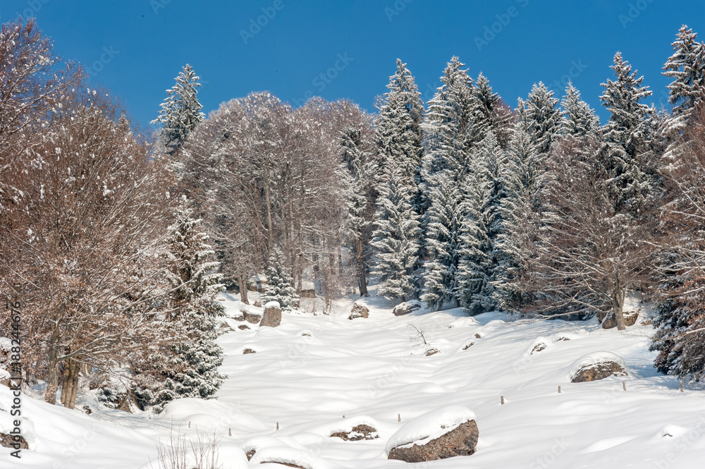 Verschneiter Wald im Winter im Algäu Stock-Foto | Adobe Stock