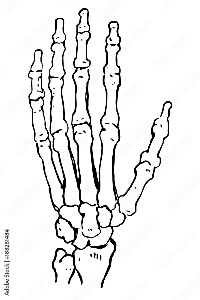 Vector illustration hand bones outline drawing. Orthopedic human hand ...