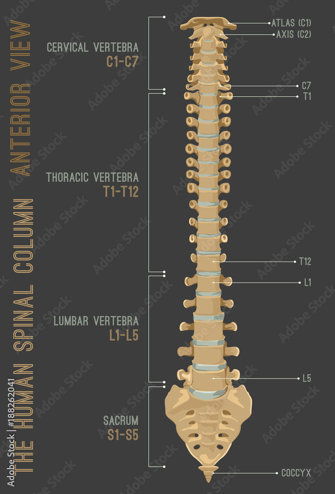 Human Spine Column Stock Vector | Adobe Stock