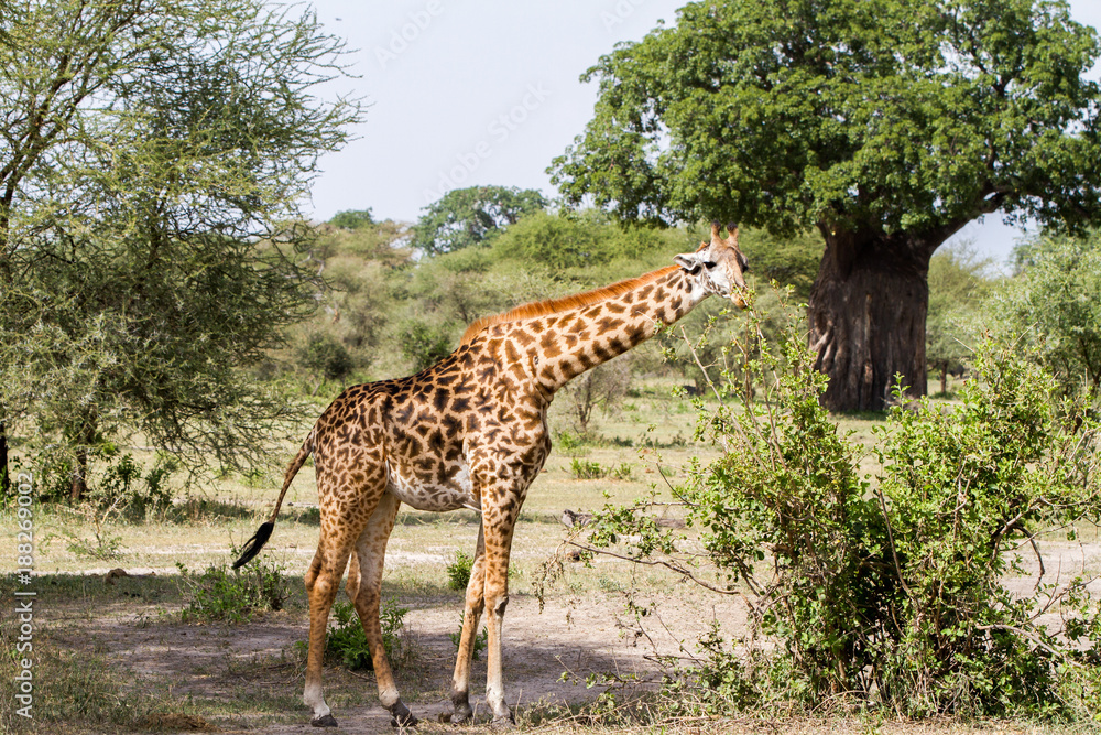 The giraffe (Giraffa), genus of African even-toed ungulate mammals, the ...
