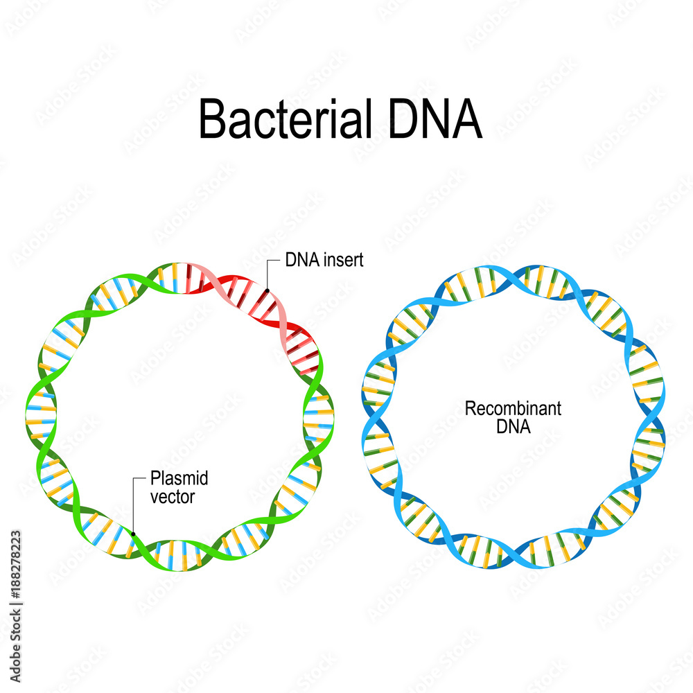 Plasmid and Recombinant Bacterial DNA. Stock Vector | Adobe Stock