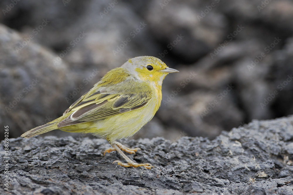 Mangrove warbler (Setophaga petechia aureola) molting, Punta Moreno ...