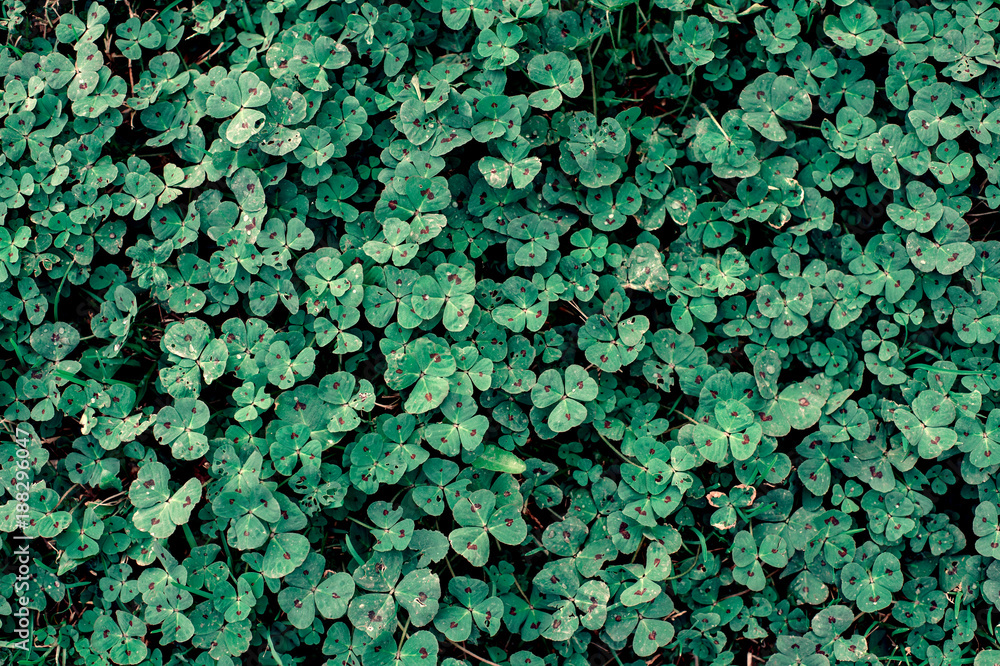 dark green clover texture background Stock Photo | Adobe Stock