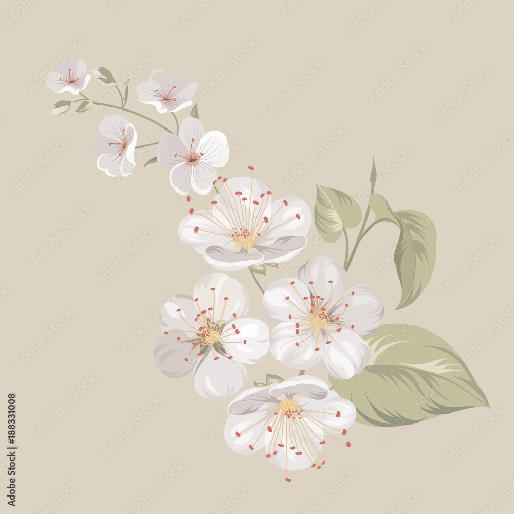 White cherry blossom flowers or Sakura twig isolated on biege ...