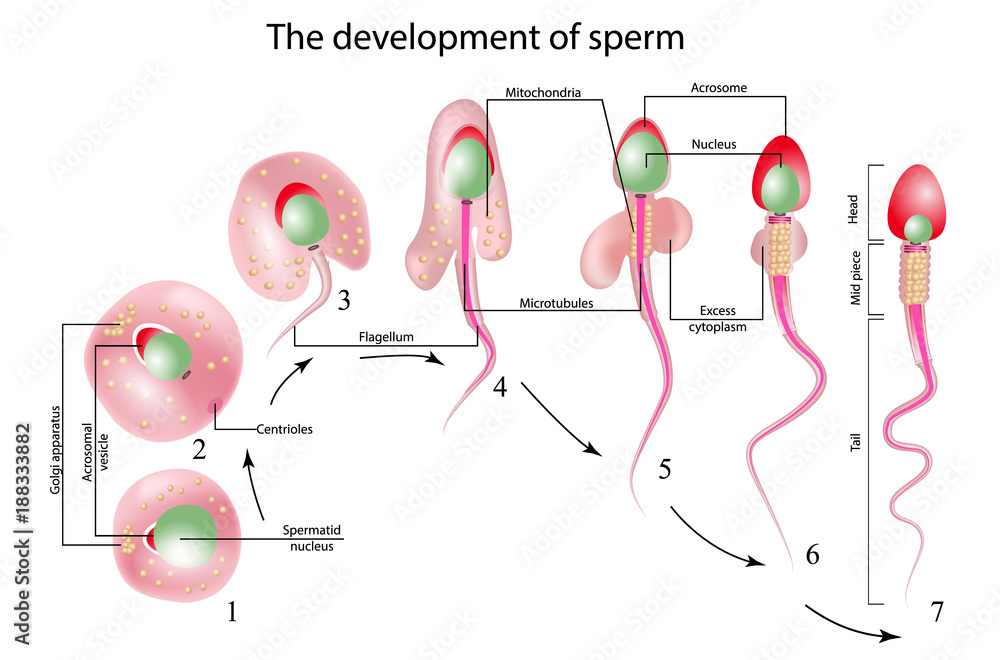 structure of spermatozoon Stock Vector | Adobe Stock