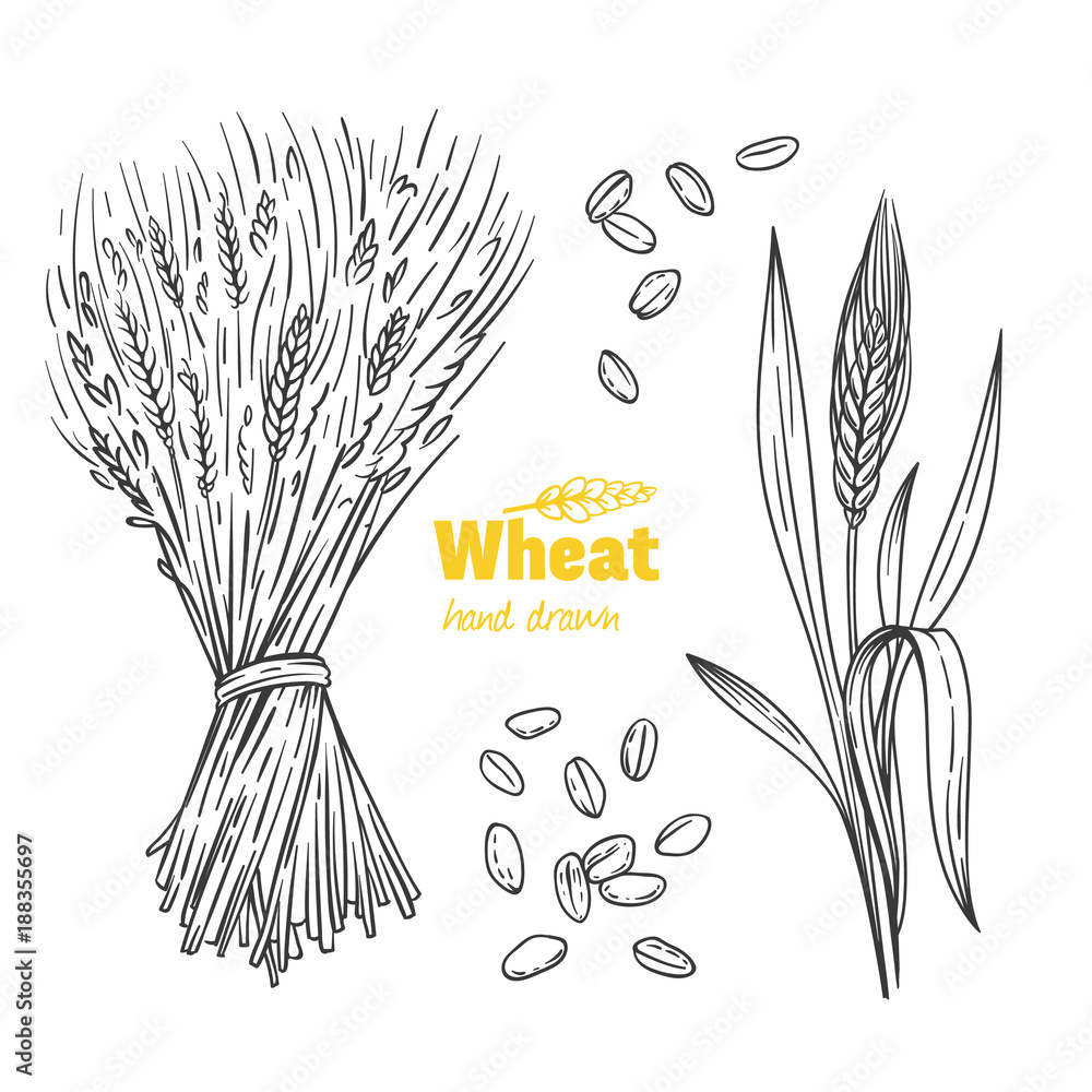Wheat hand drawn illustration Stock Vector | Adobe Stock