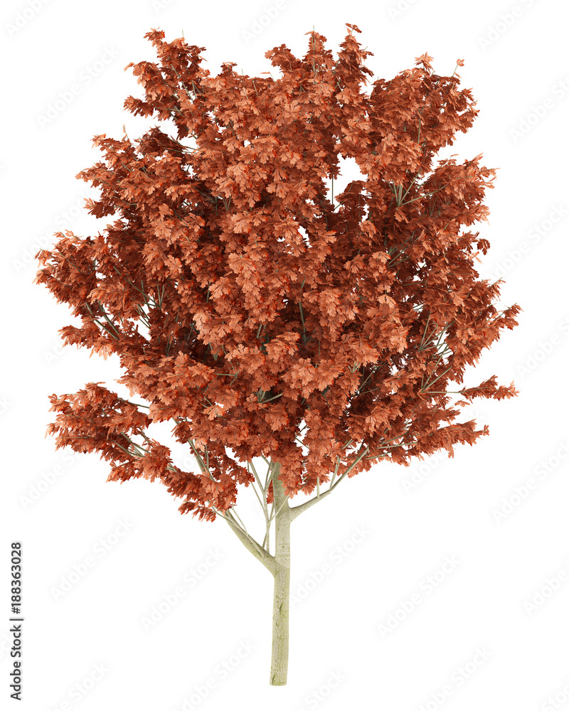 red oak tree isolated on white background. 3d illustration Stock Photo ...