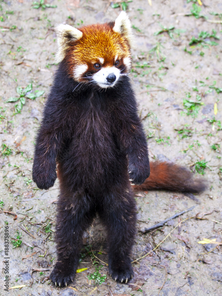Red Panda. Red Panda stands on its hind legs.Red Panda closeup. Stock ...