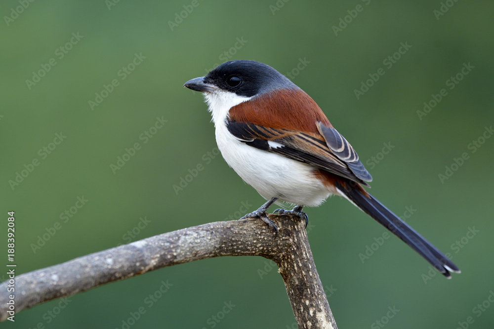 Fascinated chubby red bird with grey head long tail and white belly ...