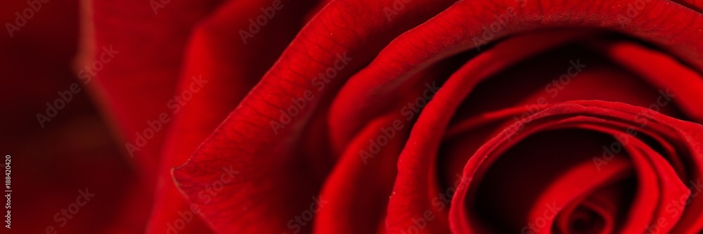 Red rose Stock Photo | Adobe Stock