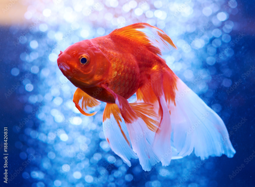 Goldfish in blue water and air bubbles behind Stock Photo | Adobe Stock