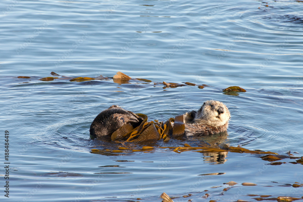 Sea Otter Grooming
