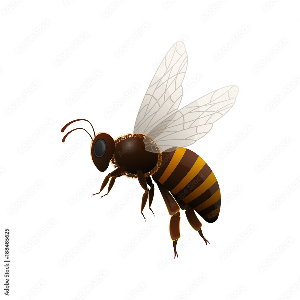 Striped flying honey bee side view isolated icon on white background ...