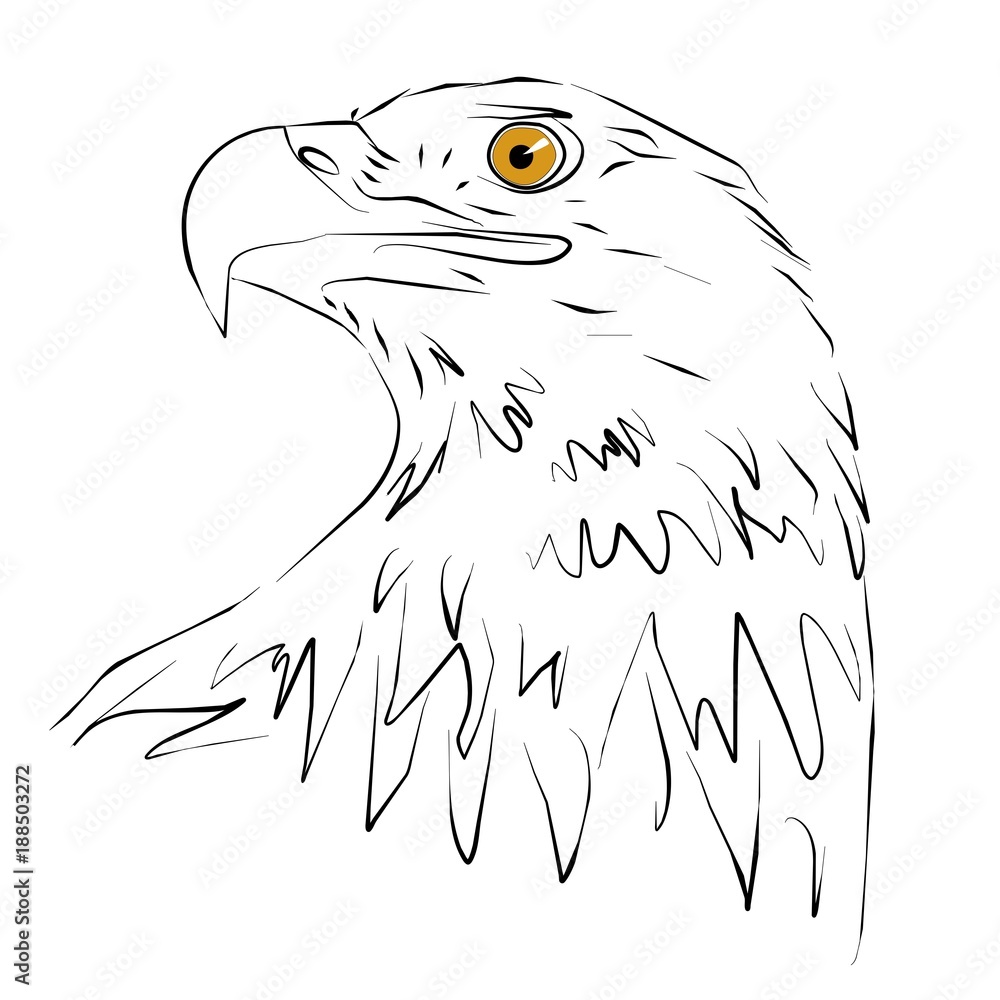 Adler Zeichnung Stock-Vektorgrafik | Adobe Stock