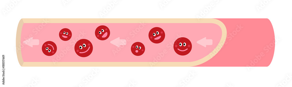Cartoon illustration of healthy blood vessel Stock Vector | Adobe Stock