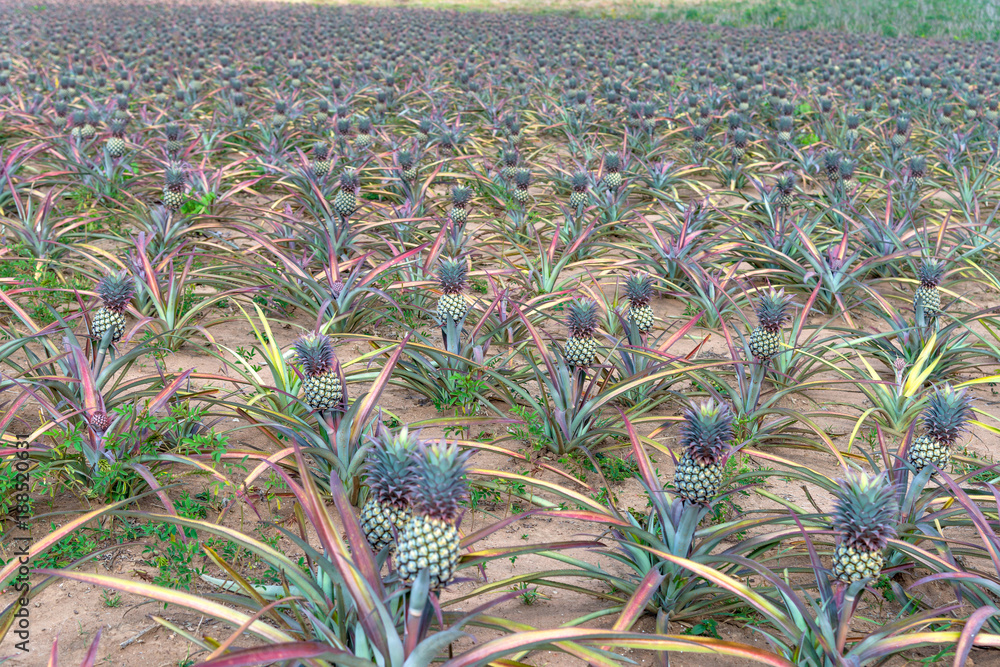 Pineapple Plant Field