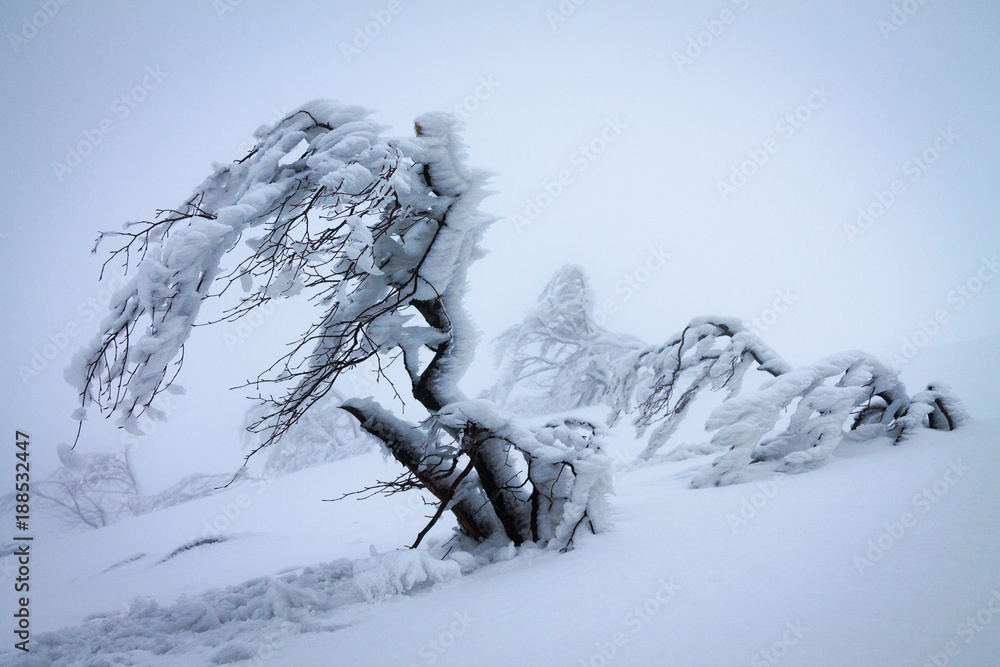 Winter Gale Winds