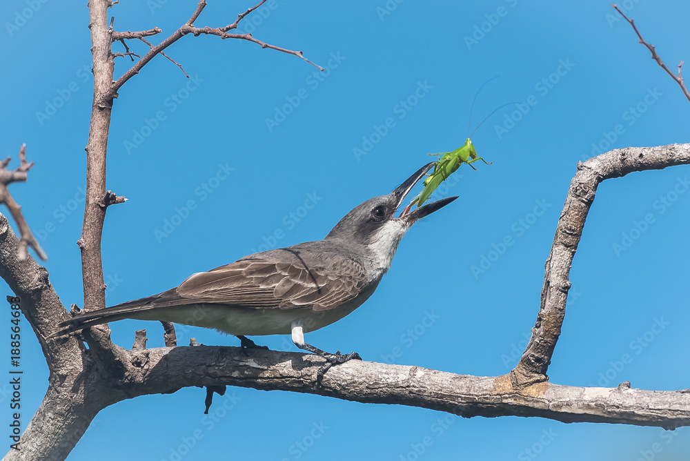 Grey Kingbird, bird eating a grasshopper on a branch Stock Photo ...