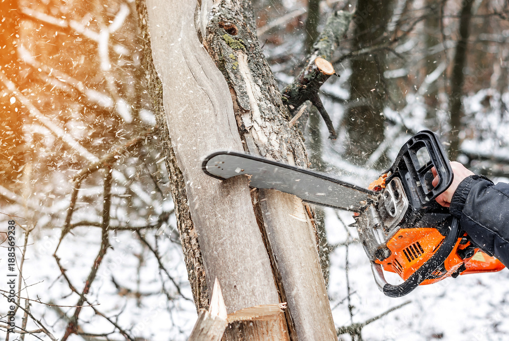 Manual chainsaw. Man hands, saws a tree in the woods in winter at ...